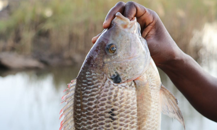 Namibia Nature Foundation – Committed to Conservation