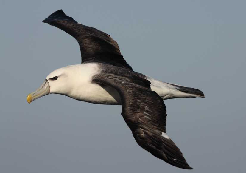 Namibia Nature Foundation – Committed to Conservation